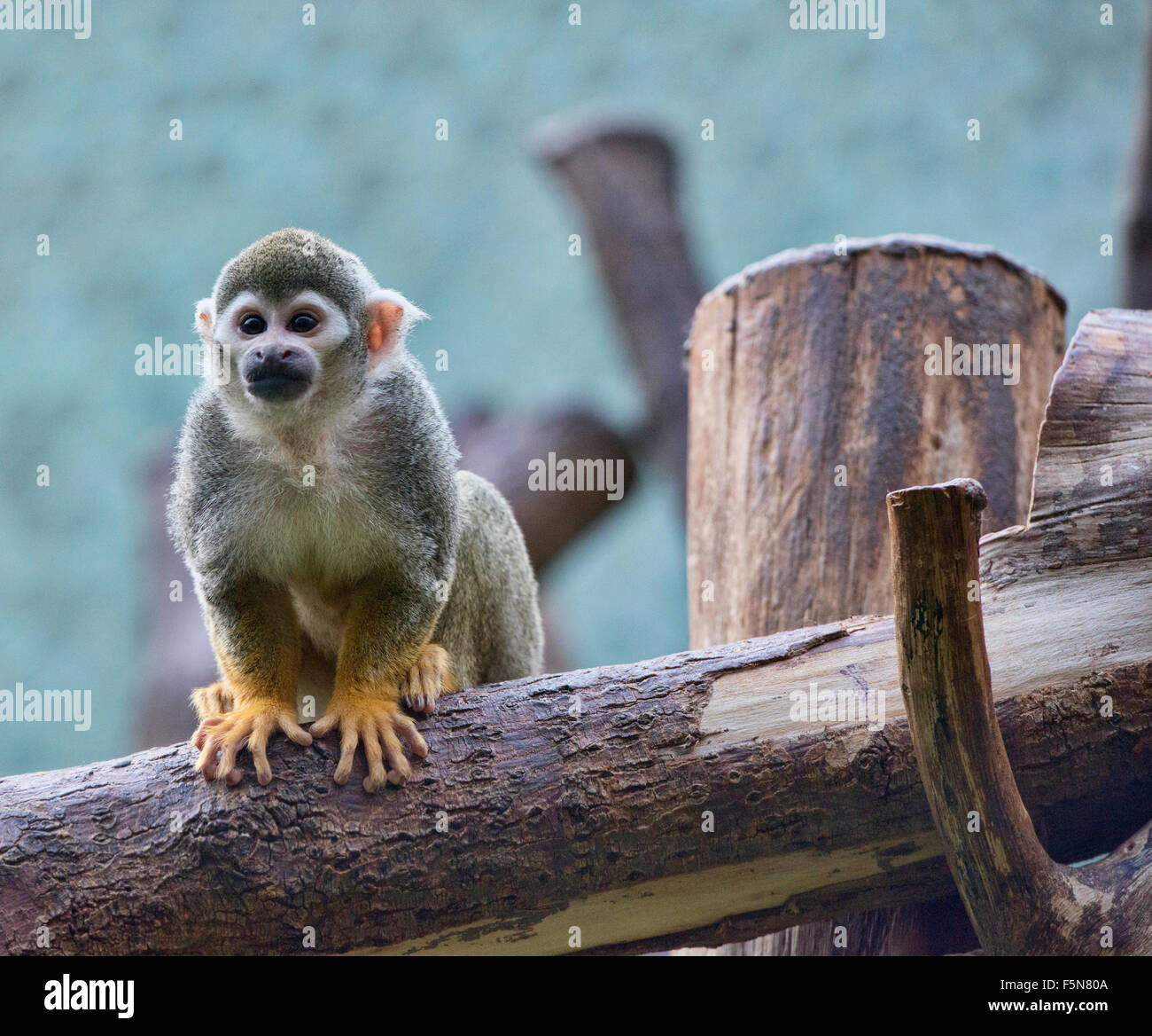 Curious squirrel monkey (Saimiri sciureus Stock Photo - Alamy