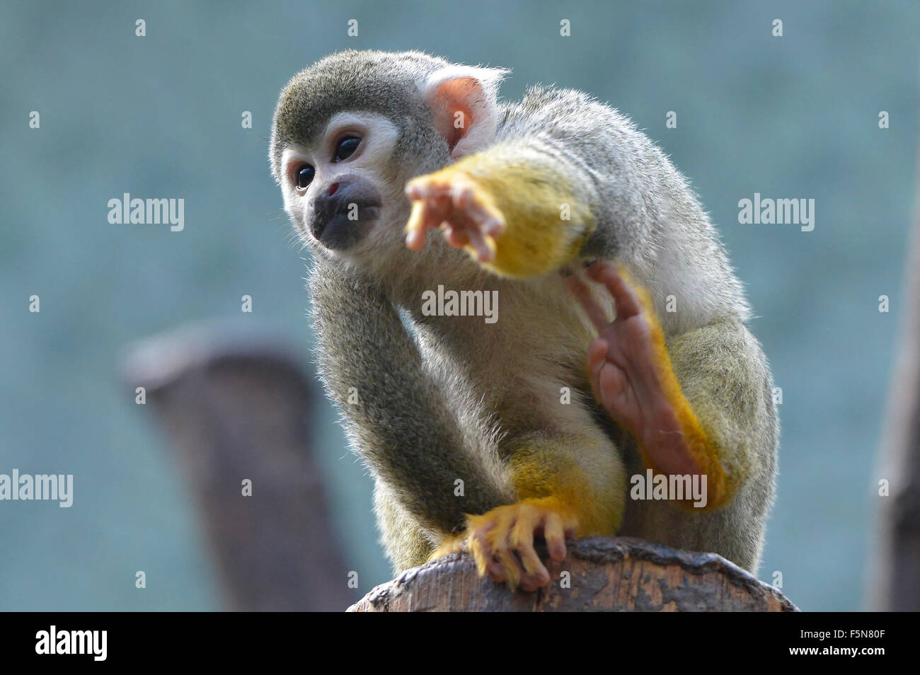 Curious squirrel monkey (Saimiri sciureus Stock Photo - Alamy