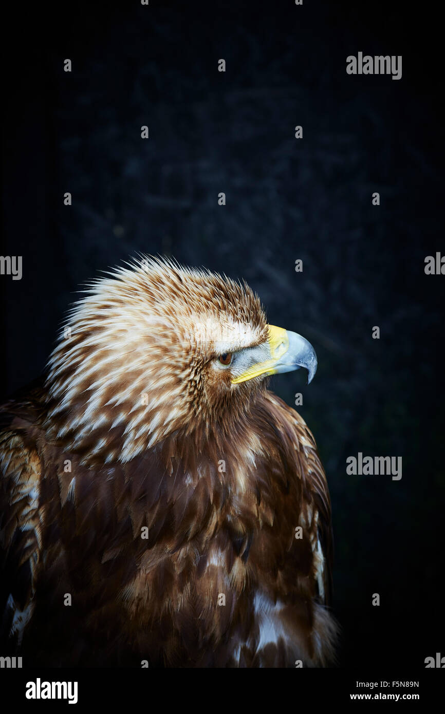 Closeup of a Golden Eagle showing the back of its neck Stock Photo - Alamy