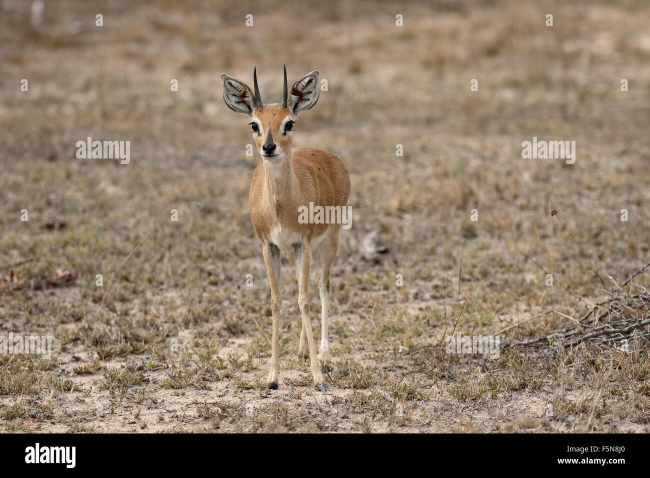 Steenbok, Raphicerus campestris, single male antelope, South Africa ...