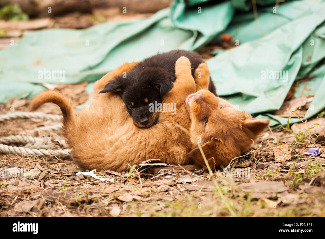 Cute stray puppies playing Stock Photo - Alamy