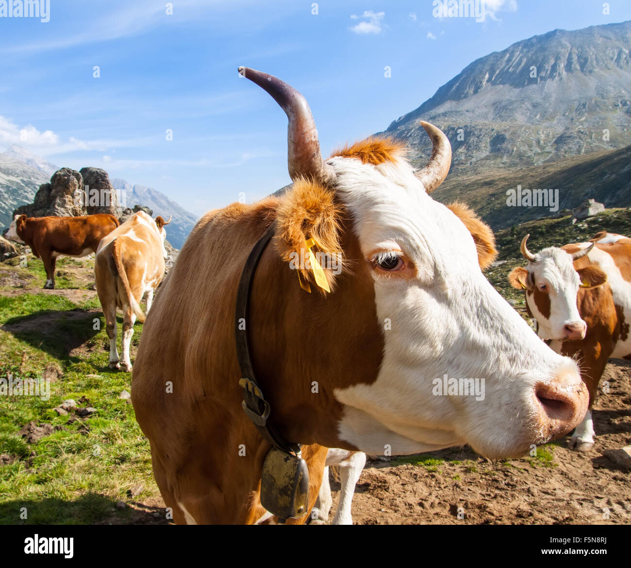 Alpine cows on meadows hi-res stock photography and images - Alamy