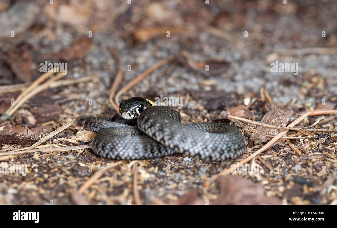 Little snake hi-res stock photography and images - Alamy