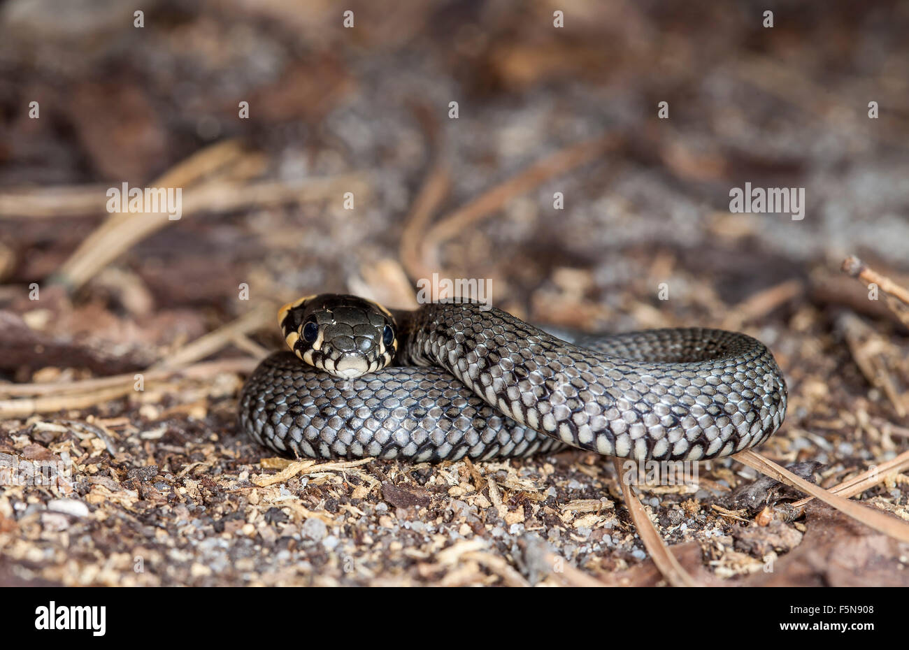 little snake in a native habitat Stock Photo - Alamy