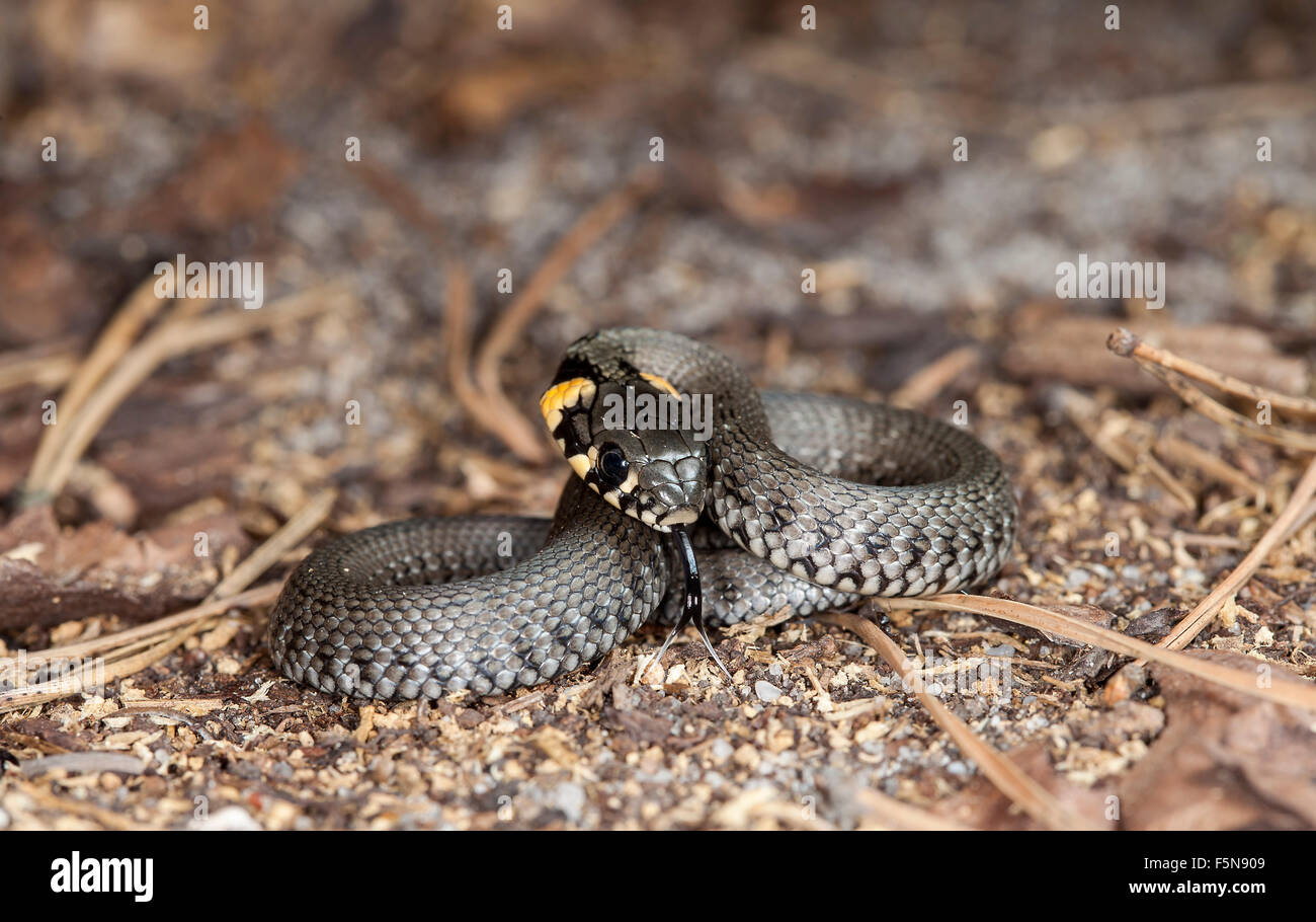 Little snake hi-res stock photography and images - Alamy