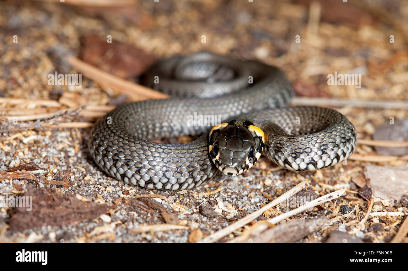 little snake in a native habitat Stock Photo - Alamy