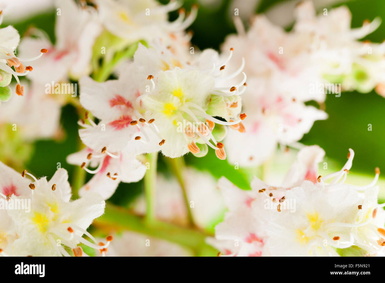 Blooming chestnut tree hi-res stock photography and images - Alamy