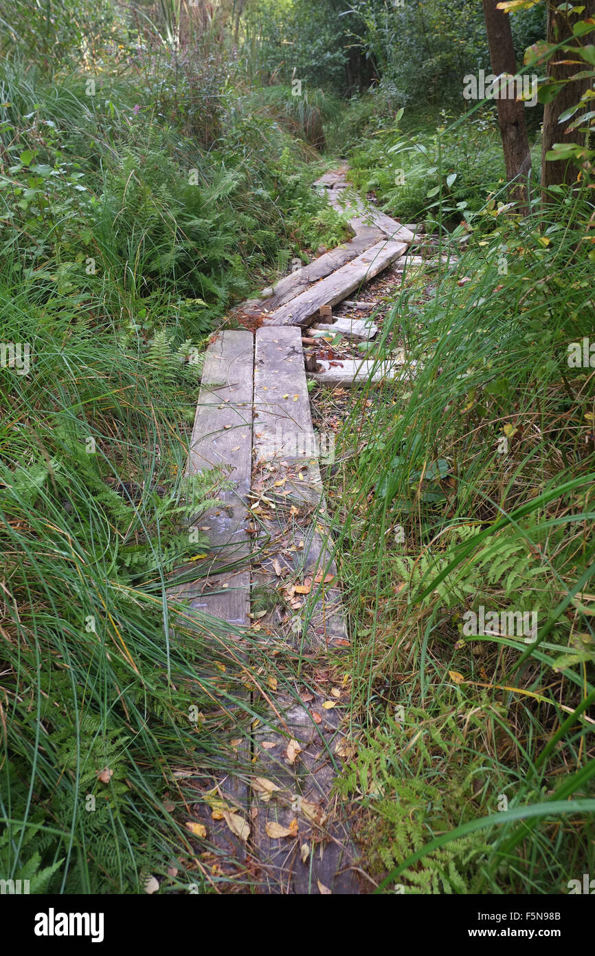 Bronze age walkway at Meare Heath, Somerset, a replica of a walkway ...