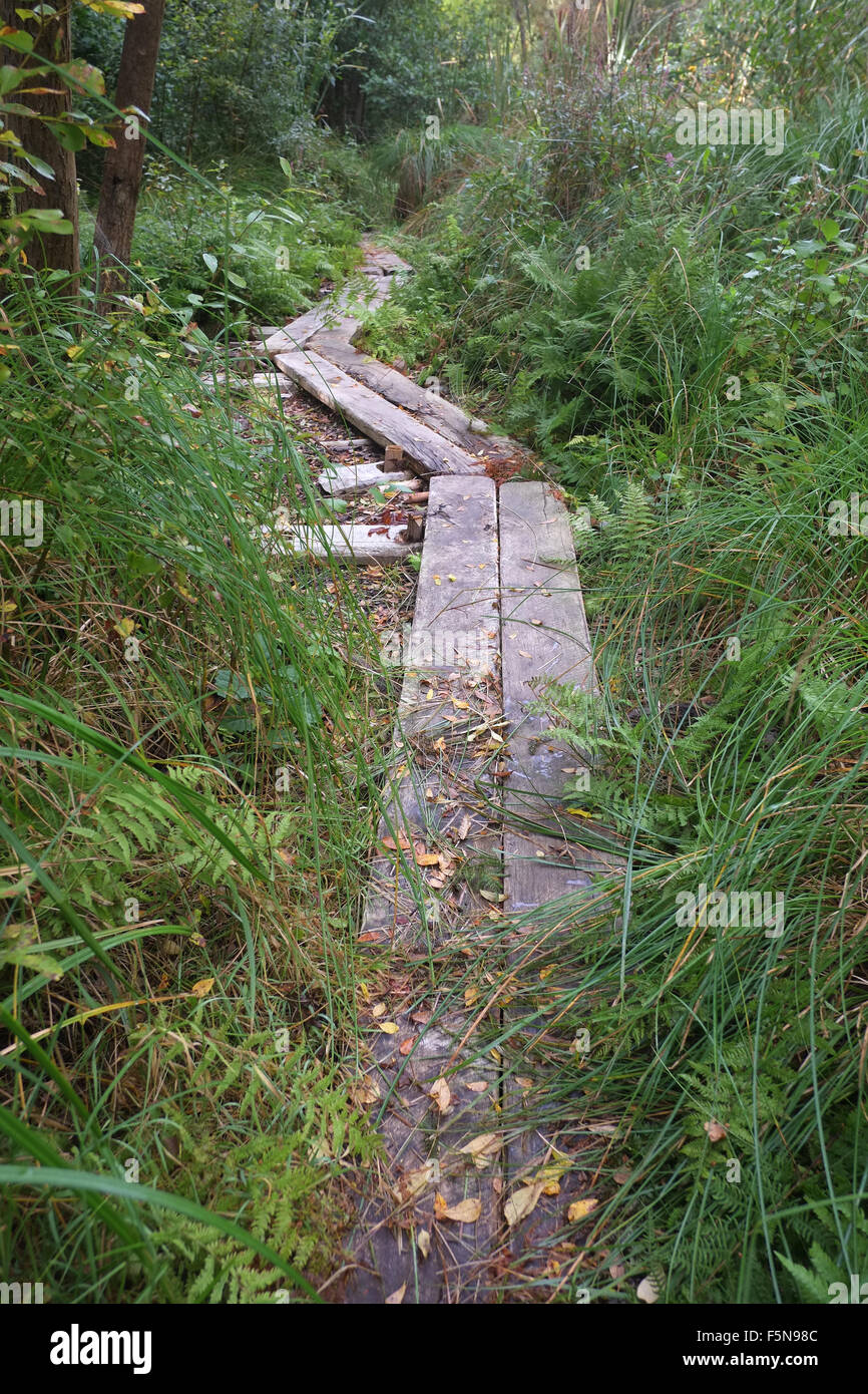 Bronze age walkway at Meare Heath, Somerset, a replica of a walkway ...
