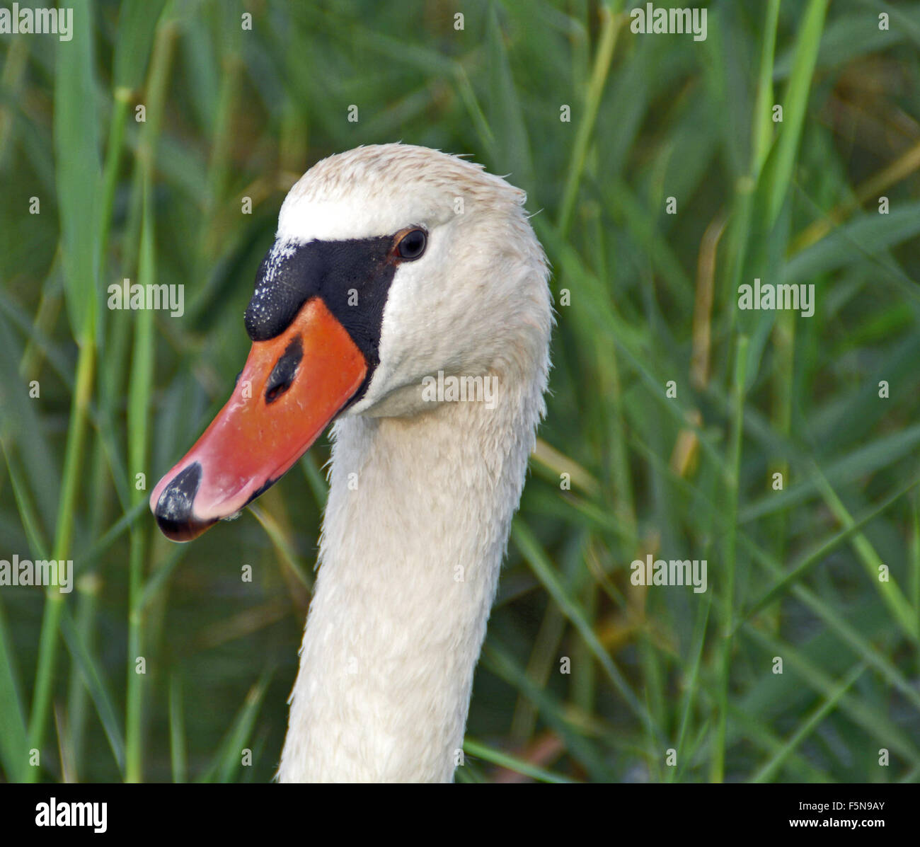 Head swan resting in reeds on the lake Stock Photo - Alamy