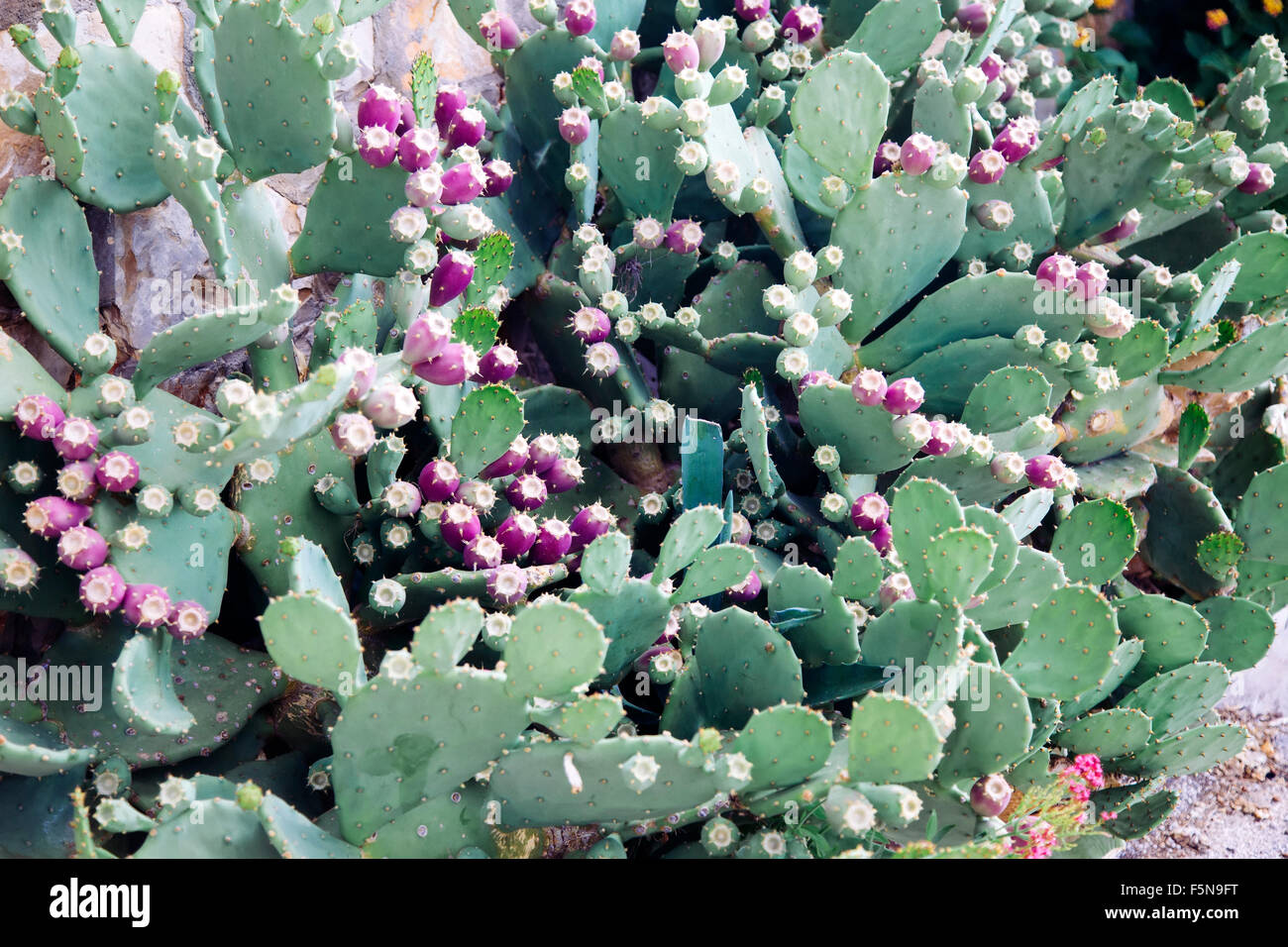Cactus flower pattern hi-res stock photography and images - Alamy