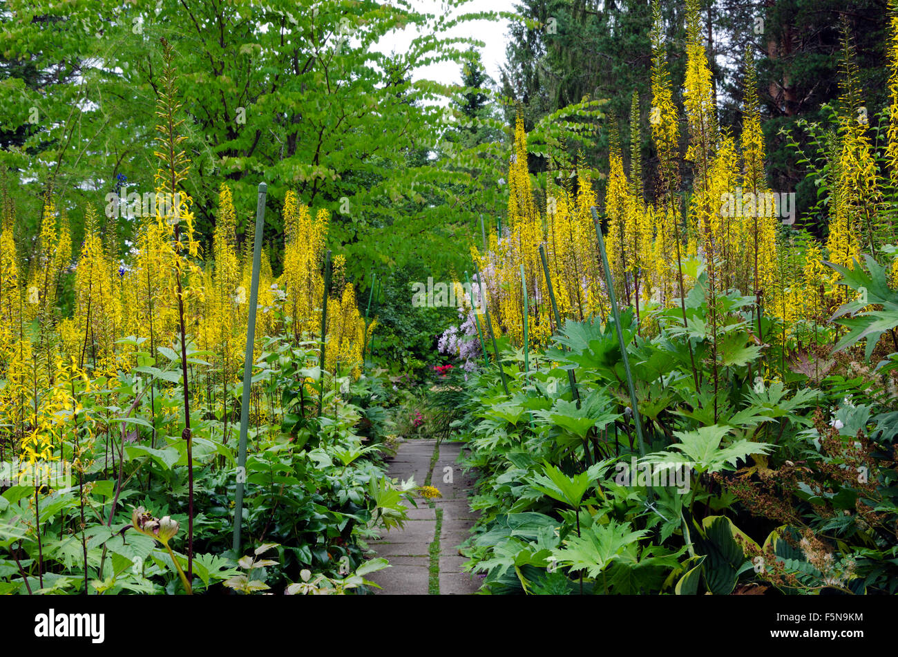 Small path in the flower garden with yellow flowers on both sides Stock ...