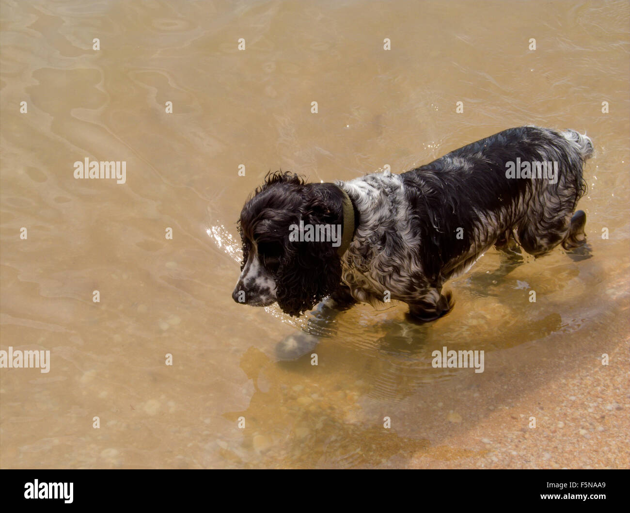 Wet poodle walking in the sea water, a lot of copyspace Stock Photo - Alamy