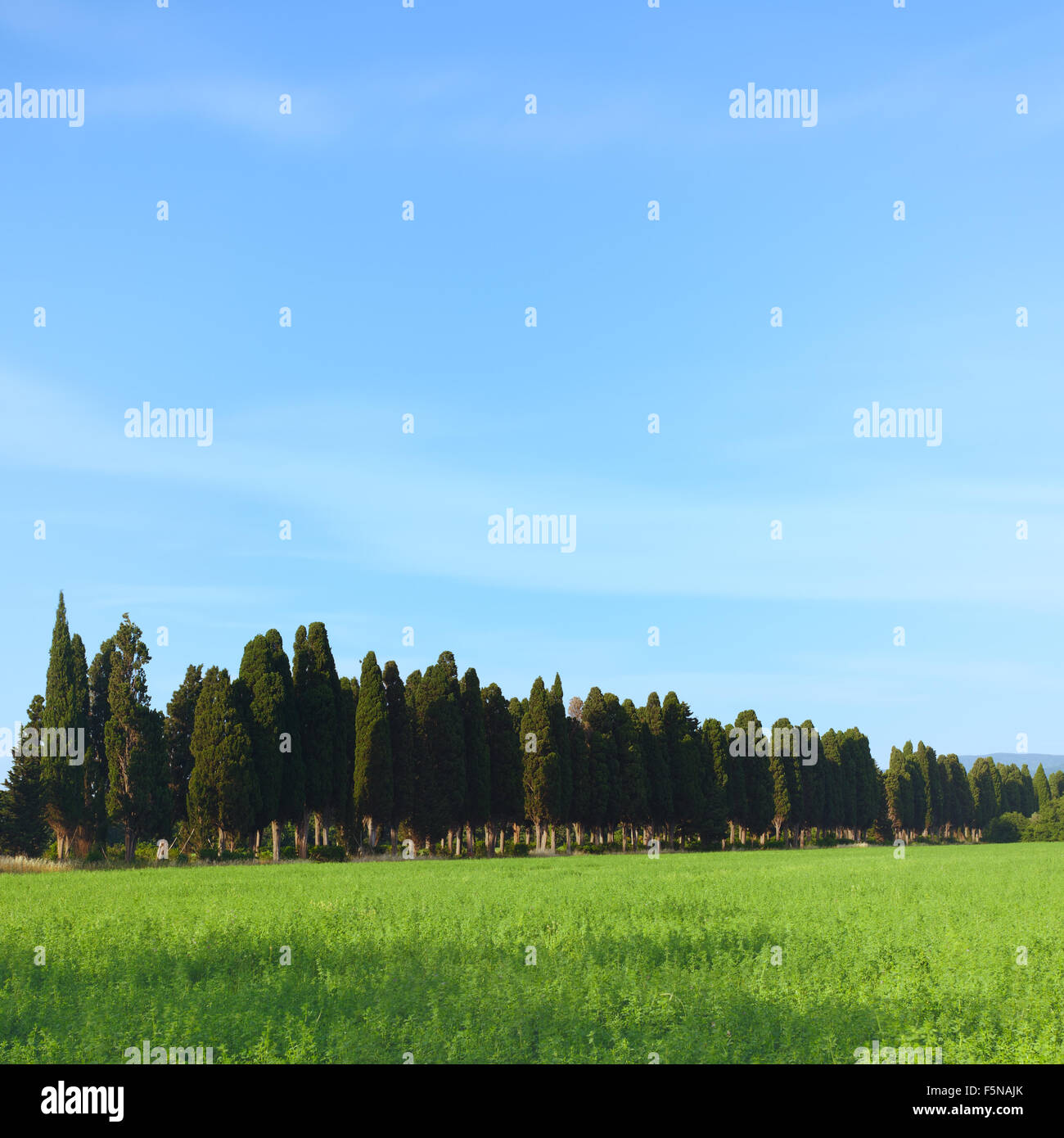 Bolgheri famous cypresses trees boulevard landscape. Long exposure 4 ...