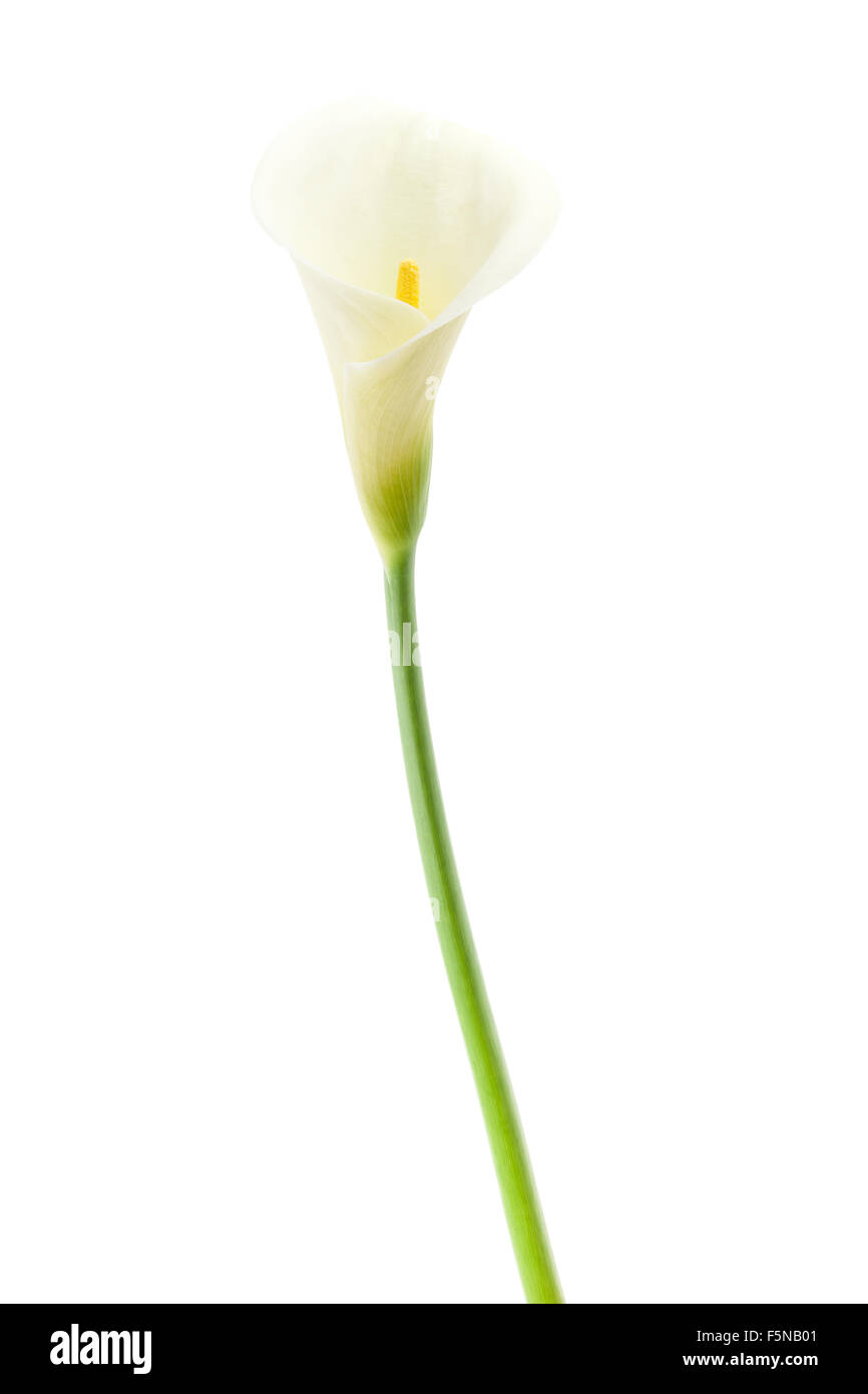 Calla Lily single flower and stem isolated on white background Stock ...