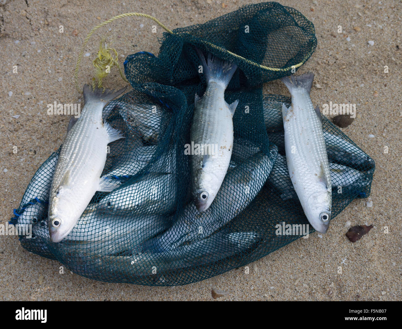 Netted fish hi-res stock photography and images - Alamy