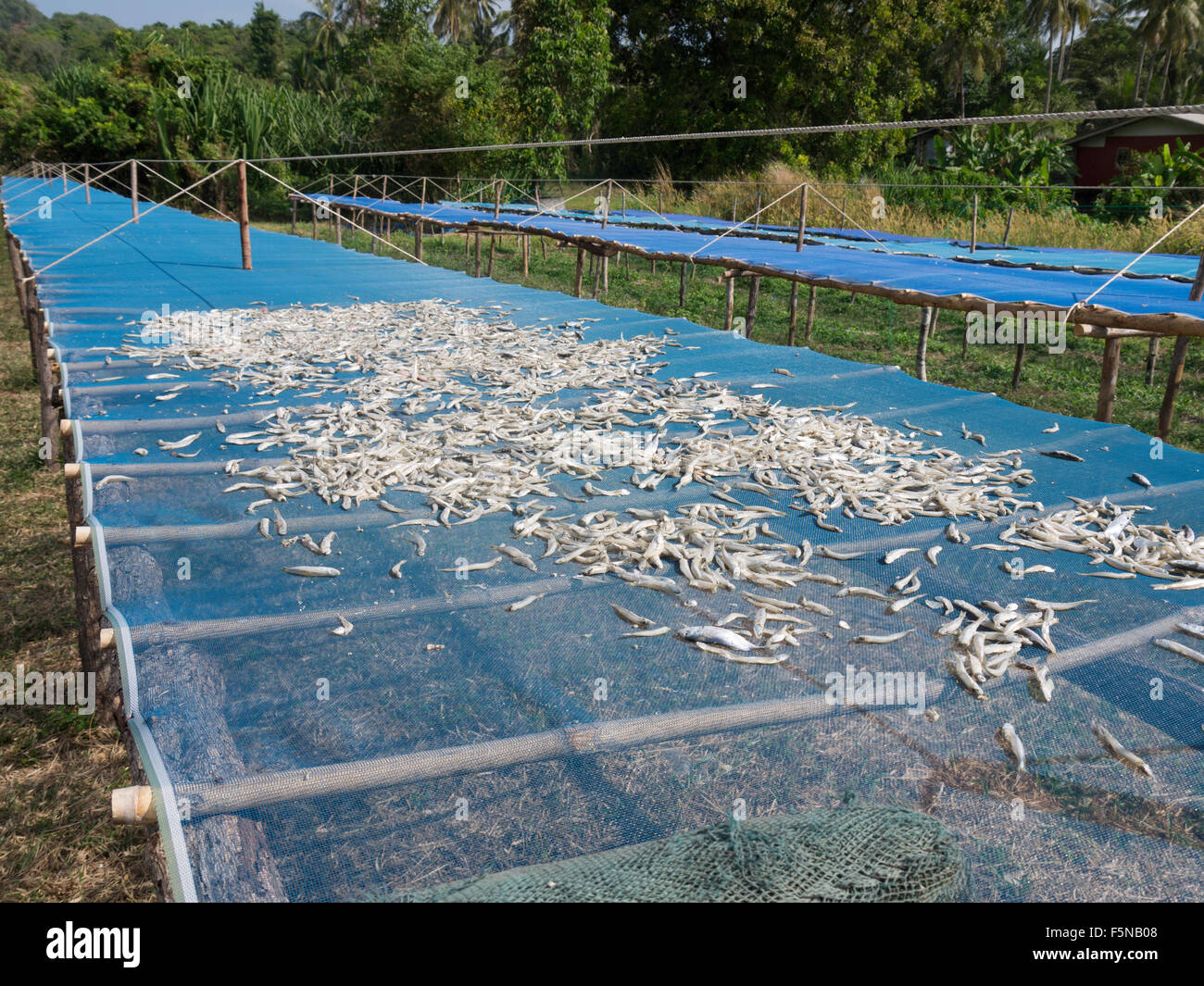 A display of scattered fish drying on a blue netting in the sunshine ...
