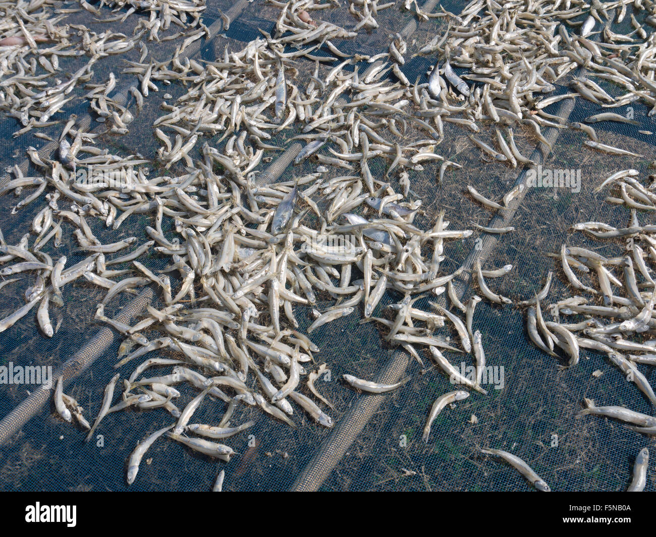 Fish on a rack hi-res stock photography and images - Alamy