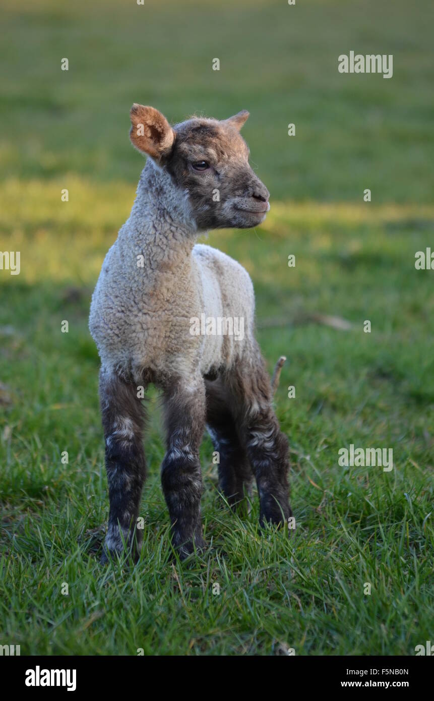Small lamb hi-res stock photography and images - Alamy
