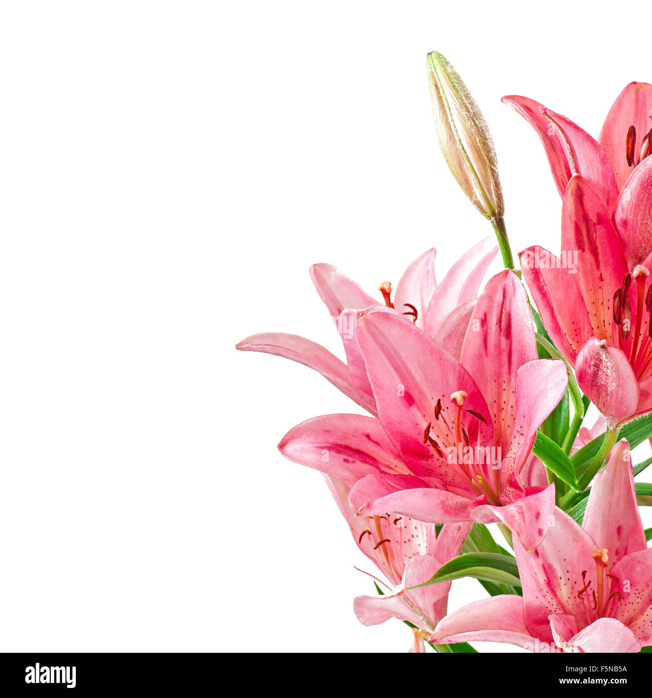 Pink beautiful lily close hi-res stock photography and images - Alamy