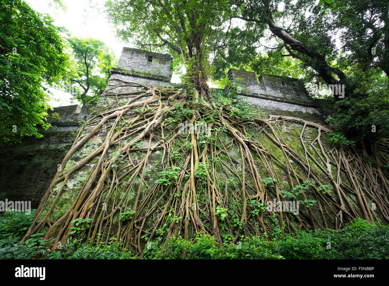 Old tree's root on the bricks wall Stock Photo - Alamy