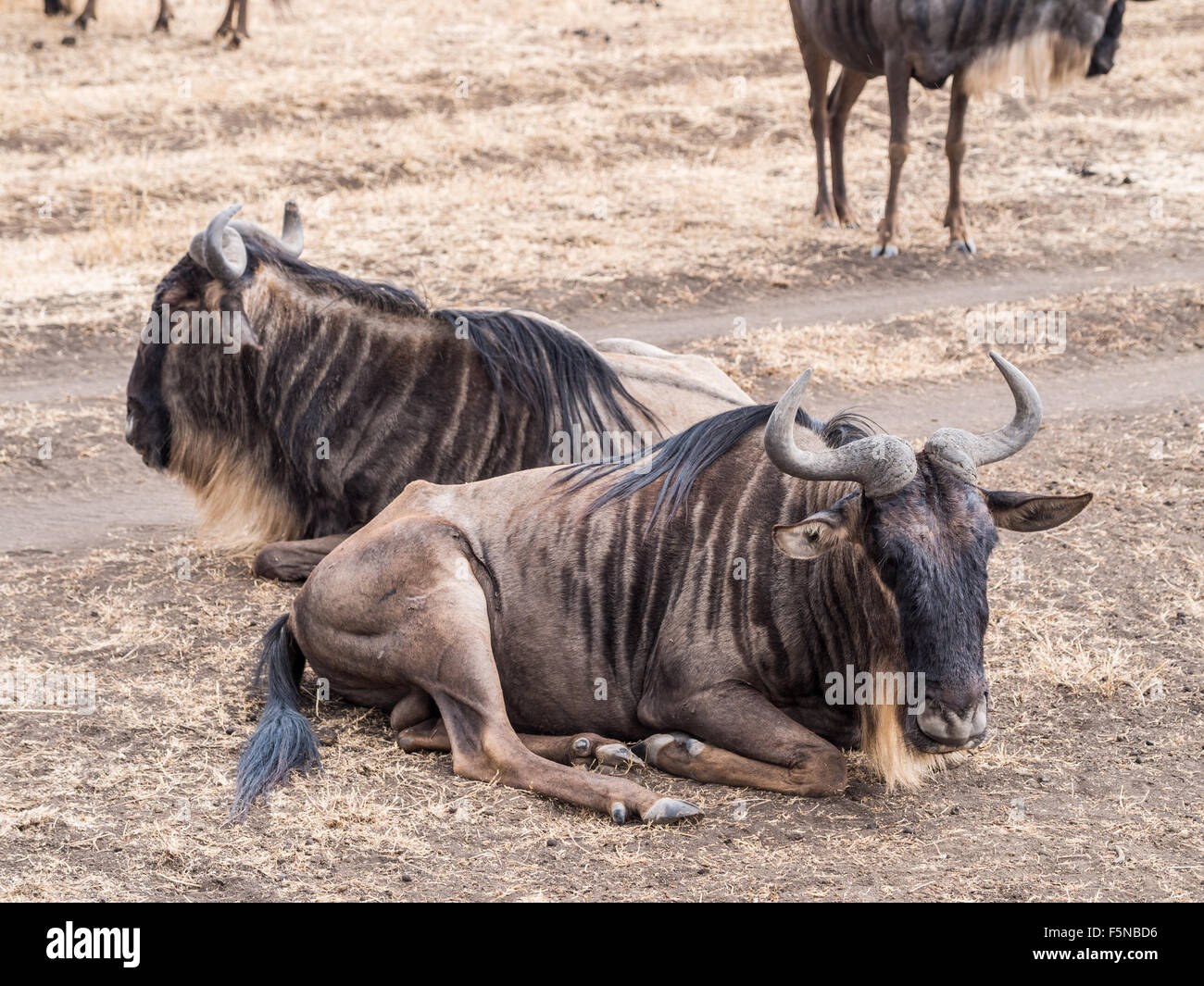 Blue wildebeests in Ngorongoro Crater in Tanzania, Africa Stock Photo ...
