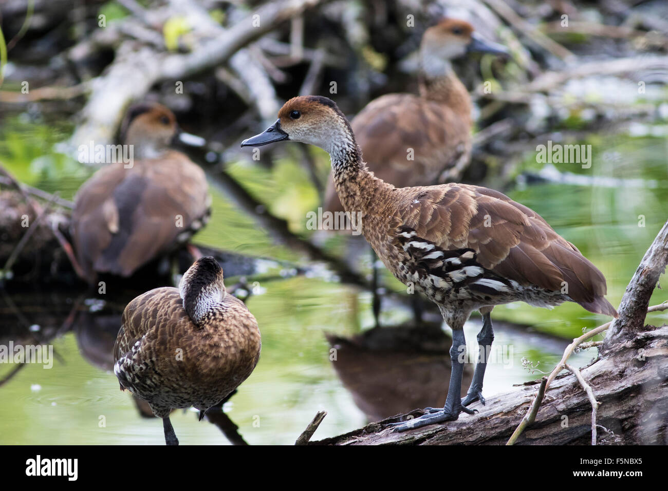West Indian Whistling Duck in Mangrove Swamp Stock Photo - Alamy