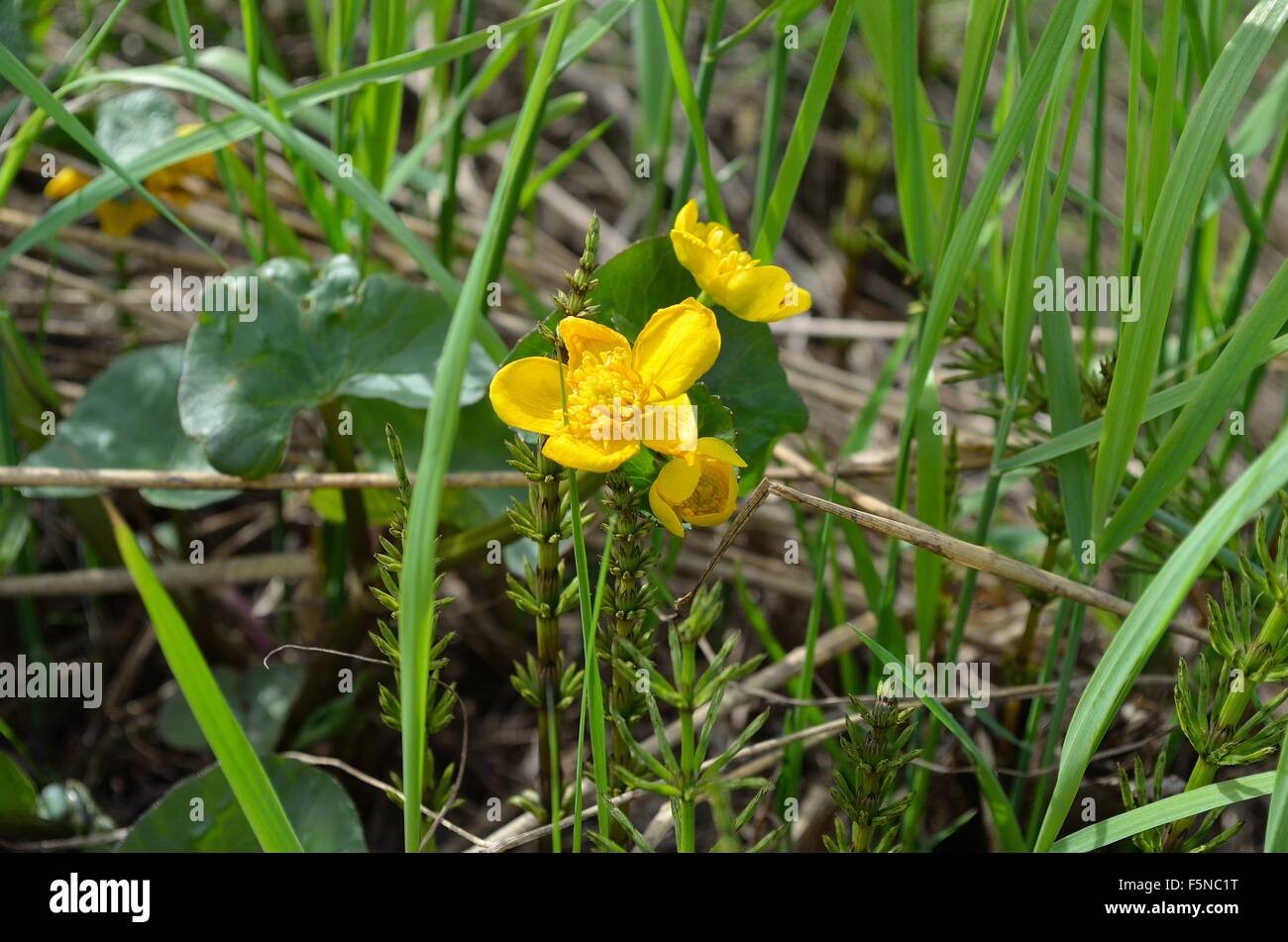 yellow buttercup flowers on green summer ground, macro photo Stock ...