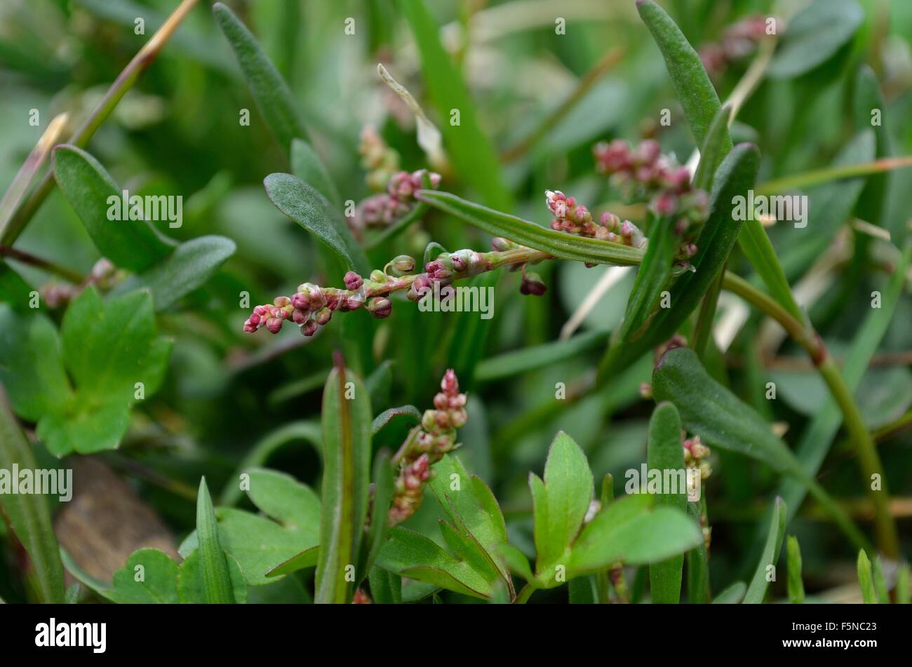Acid grass hi-res stock photography and images - Alamy