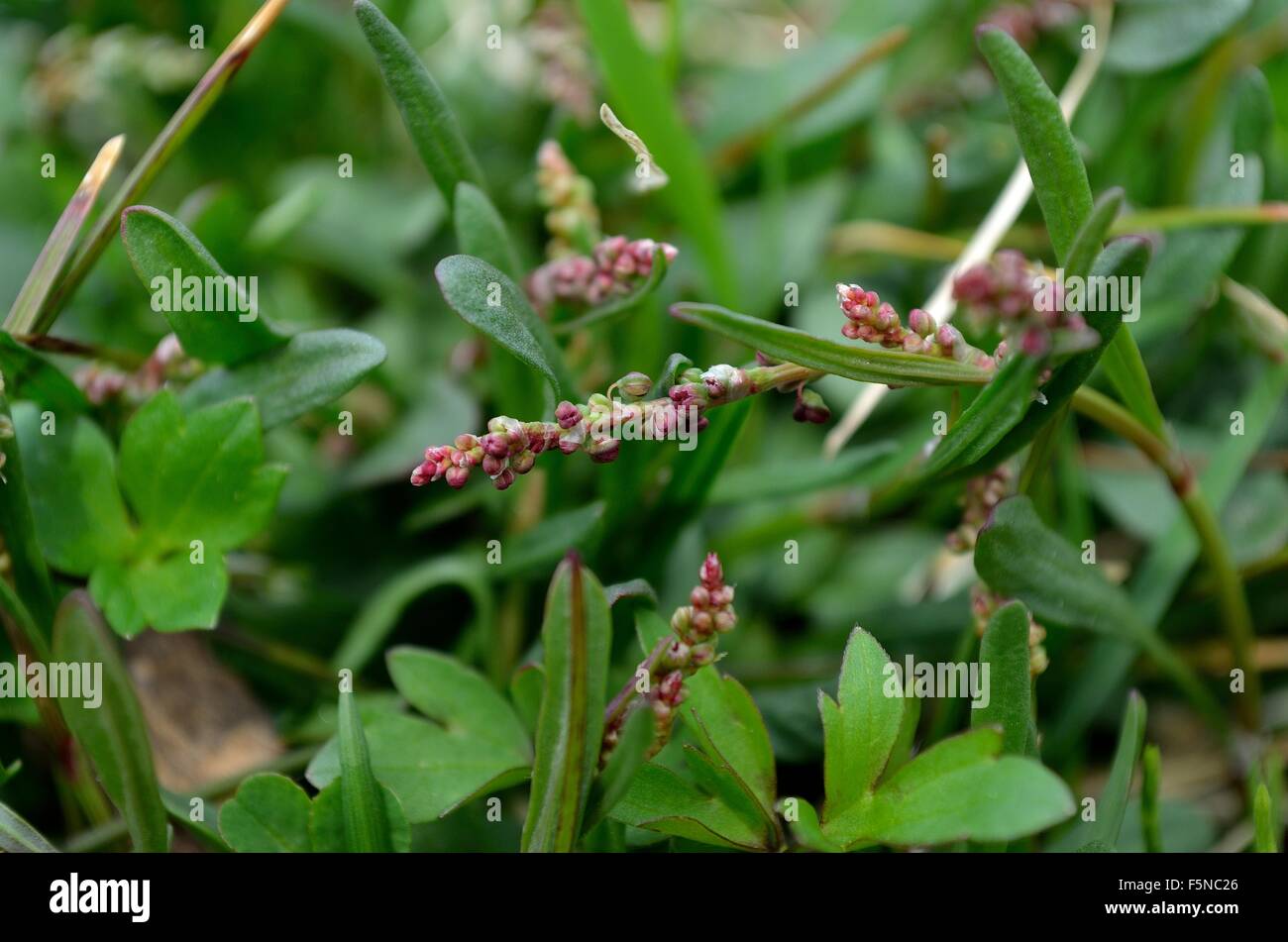 tasty acid grass in summer Stock Photo - Alamy