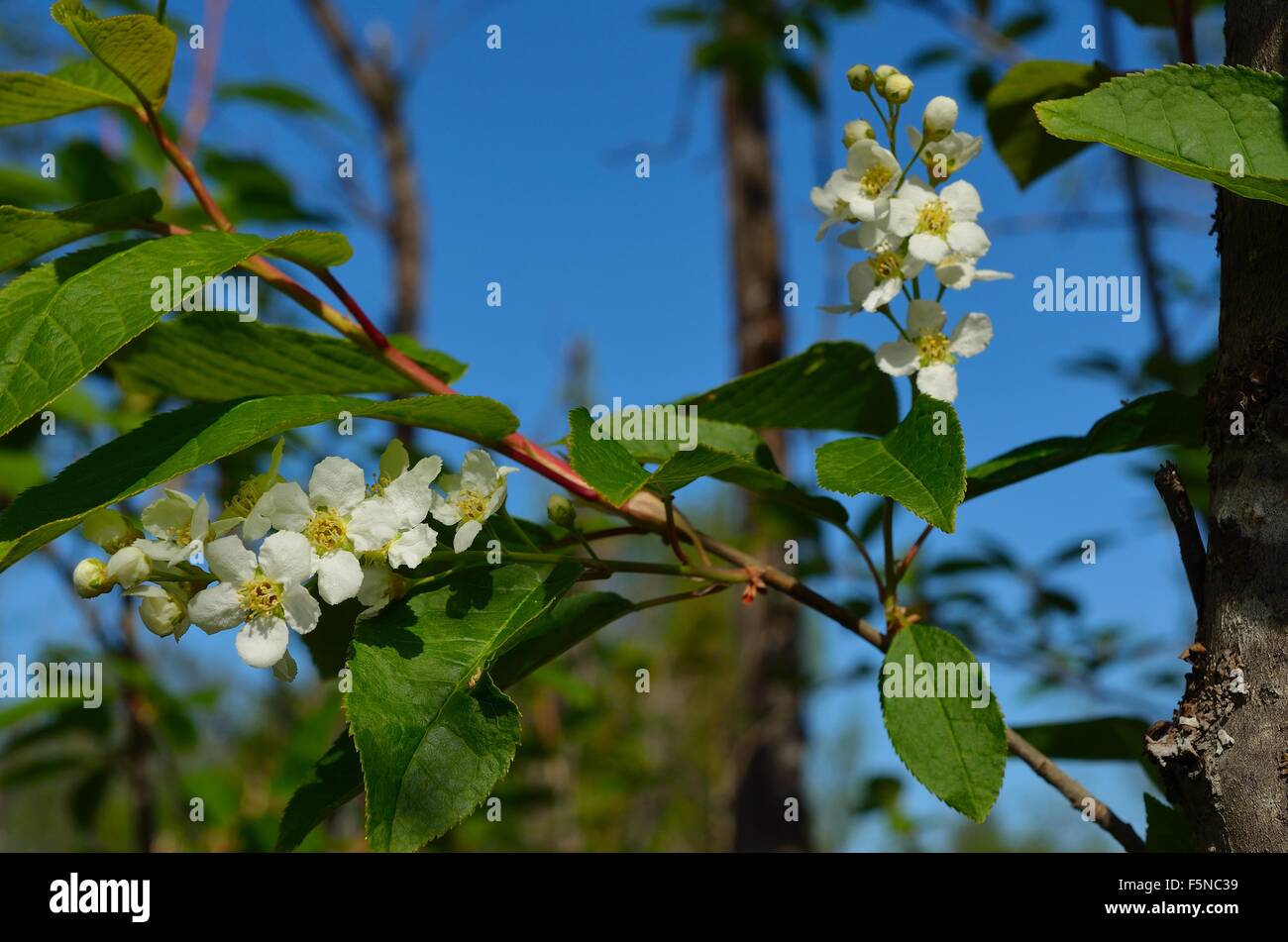 white flowers on tree Stock Photo - Alamy