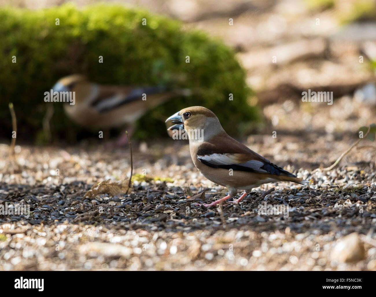 Hawfinches hi-res stock photography and images - Alamy
