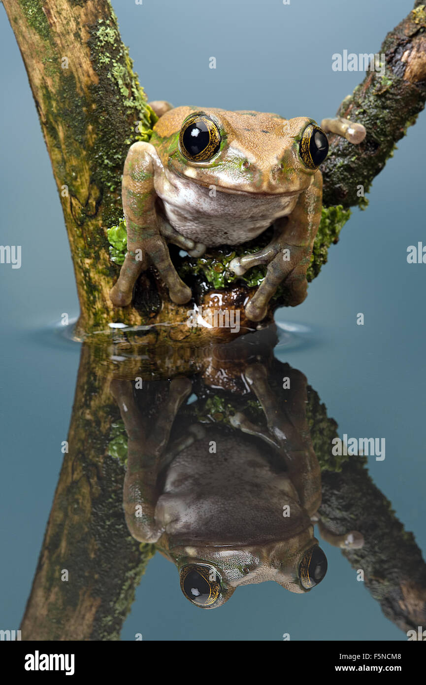 Peacock Tree Frog (Leptopelis Vermiculatus Stock Photo - Alamy
