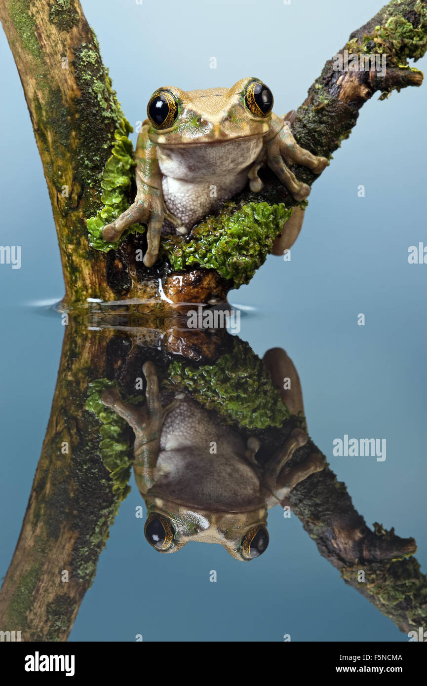 Peacock Tree Frog (Leptopelis Vermiculatus Stock Photo - Alamy