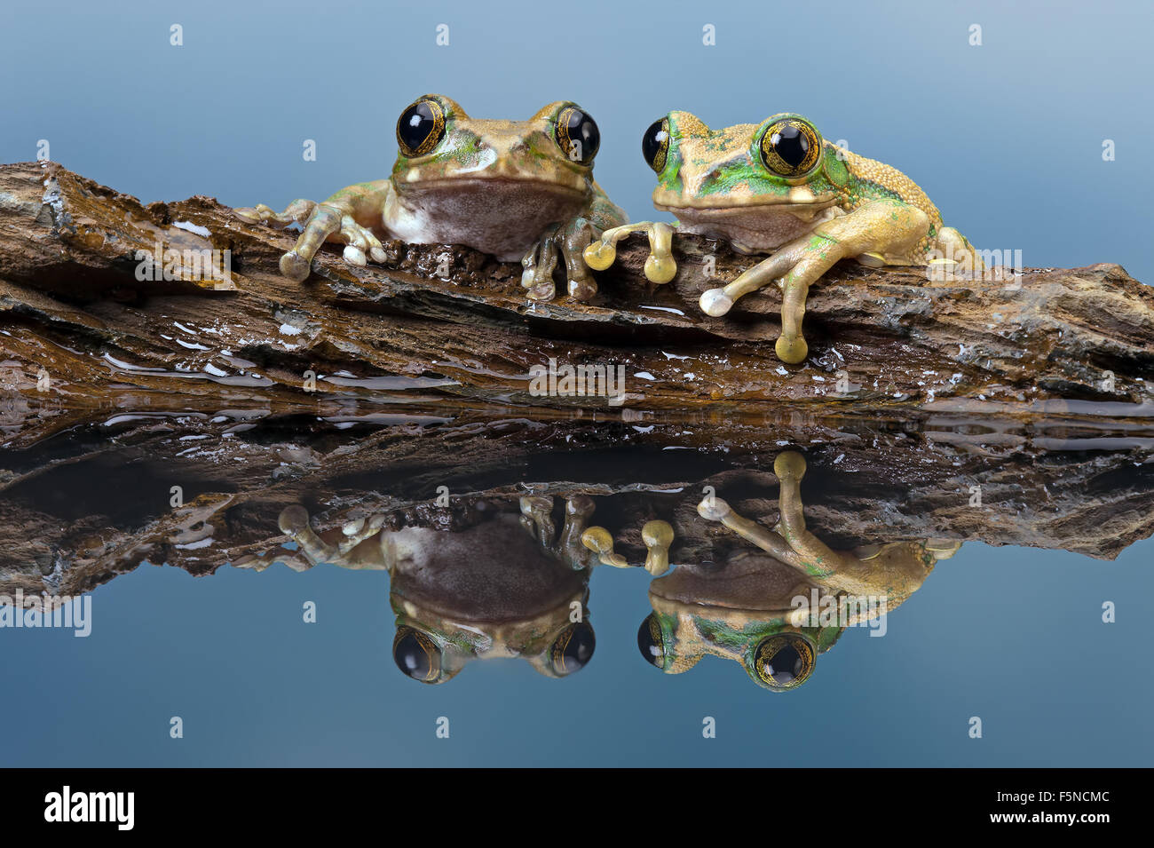 Peacock frog hi-res stock photography and images - Alamy