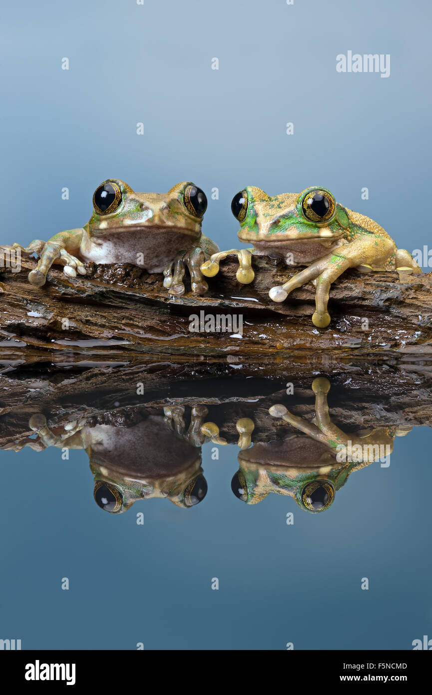 Peacock Tree Frog (Leptopelis Vermiculatus Stock Photo - Alamy