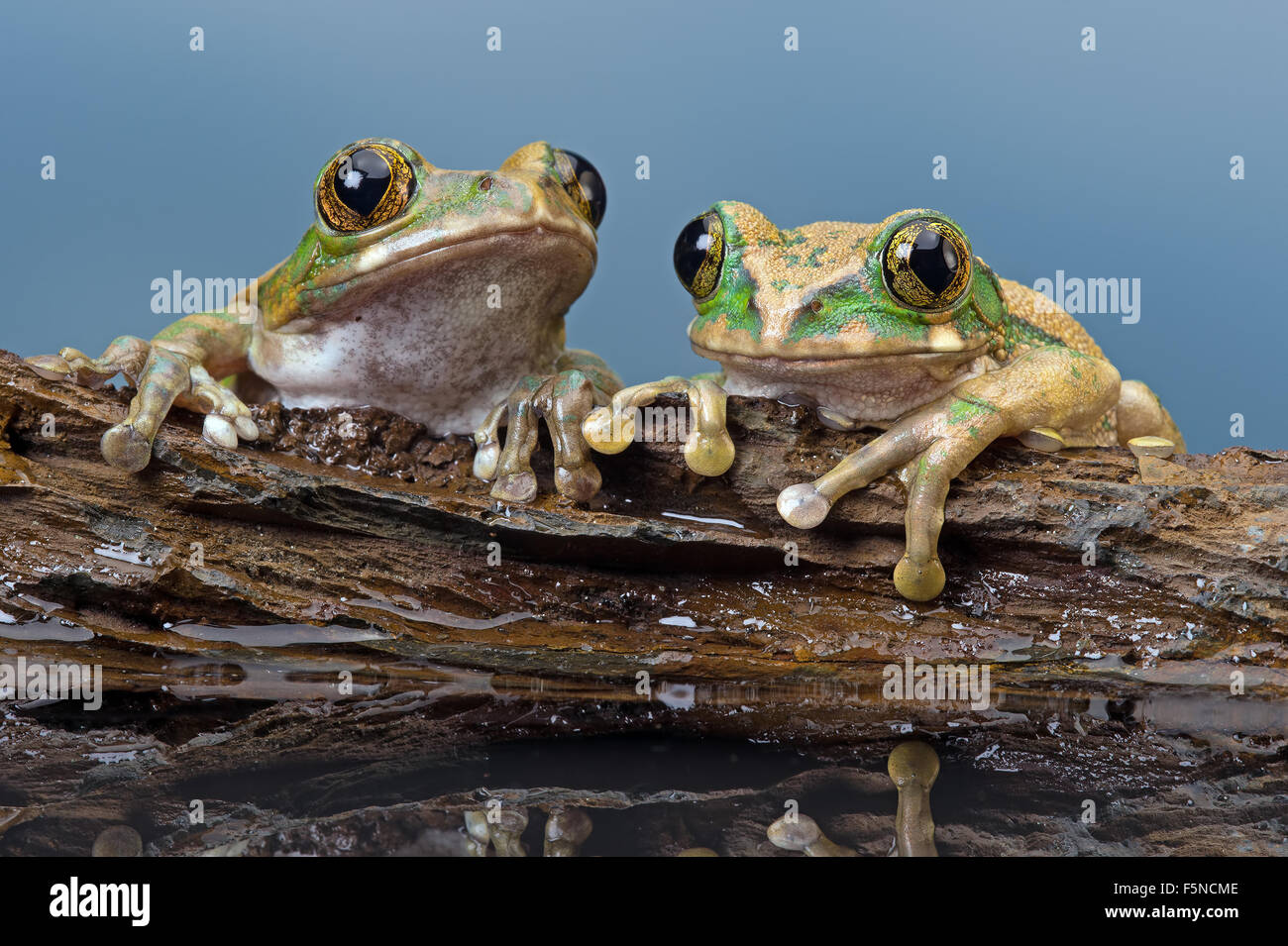 Peacock Tree Frog (Leptopelis Vermiculatus Stock Photo - Alamy