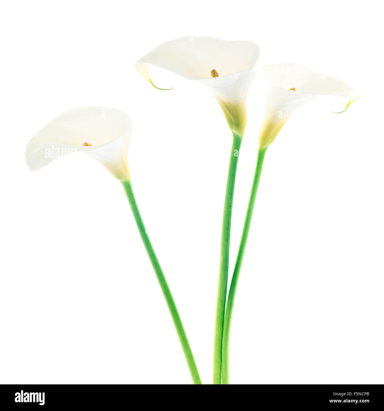Three Calla Lily flowers and stems isolated on white background Stock ...