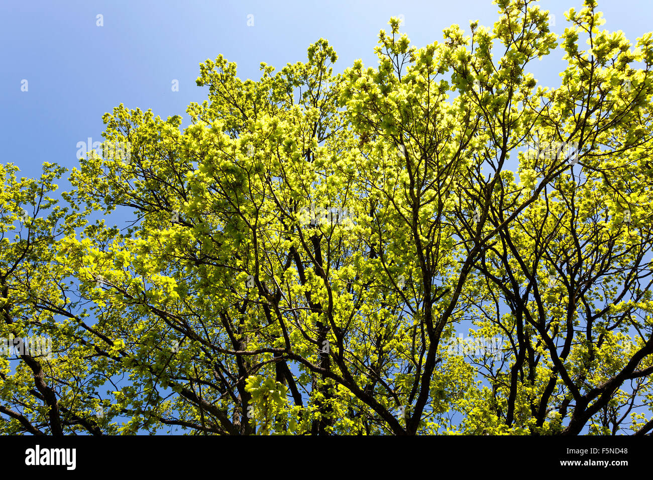 trees in spring Stock Photo - Alamy