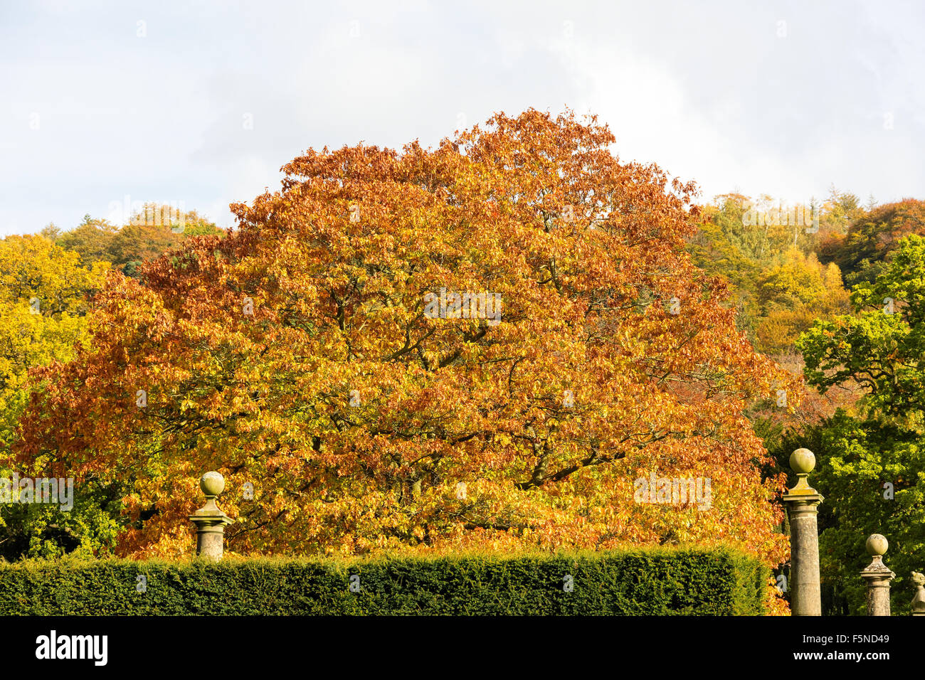 Autumn Trees UK, United Kingdom, October in Yorkshire Stock Photo - Alamy
