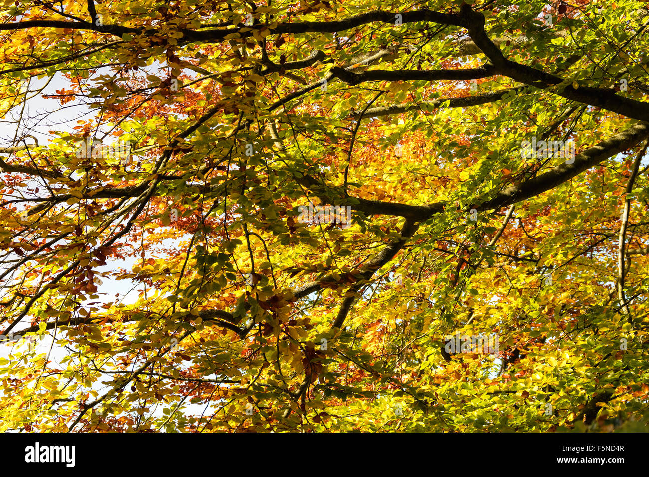 Autumn trees uk hi-res stock photography and images - Alamy