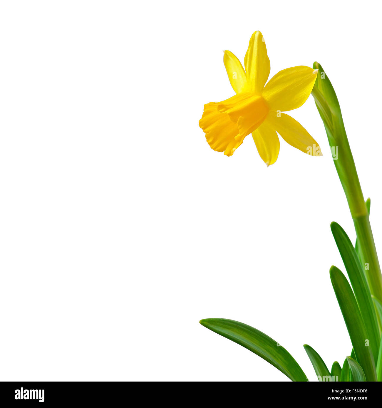 Spring flowers narcissus isolated on white background Stock Photo - Alamy