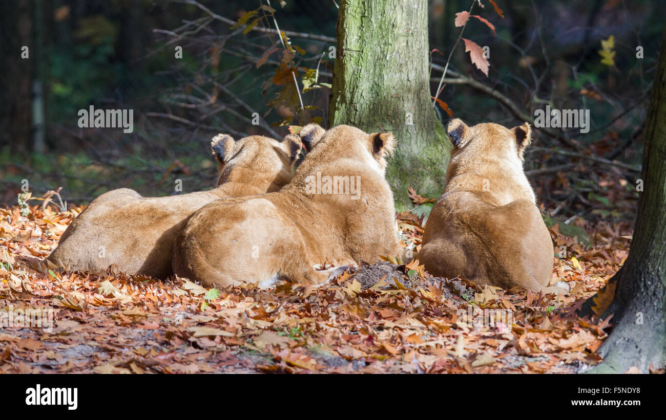 Three Lionesses enjoying the sun during autumn Stock Photo - Alamy