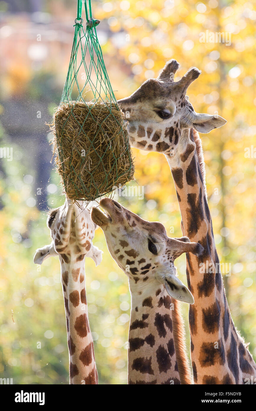 Three giraffes eating hay from feeder at zoo Stock Photo - Alamy