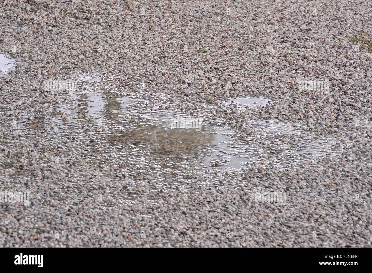 Puddle of water and raindrops Stock Photo - Alamy