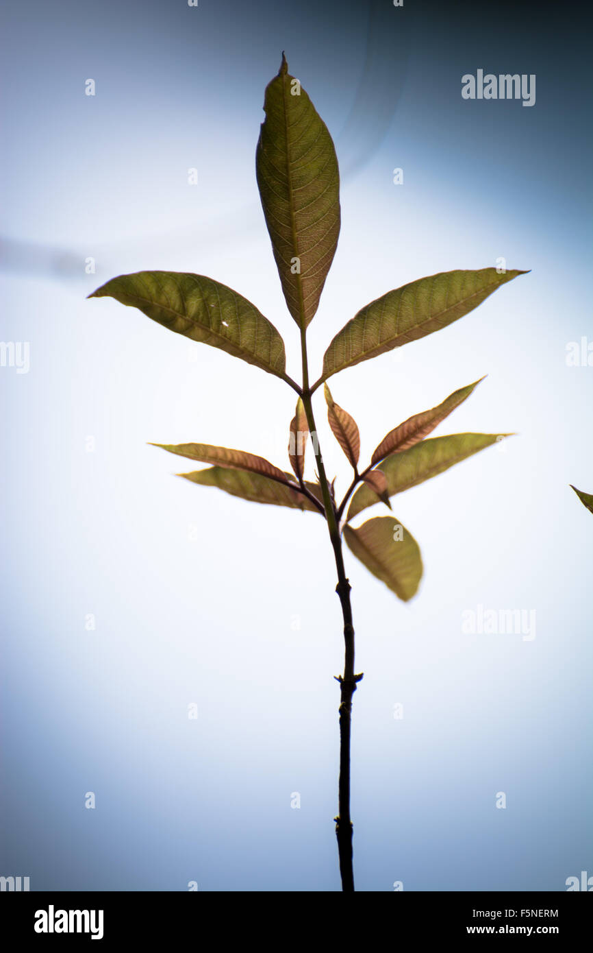 Ayurveda plant hi-res stock photography and images - Alamy