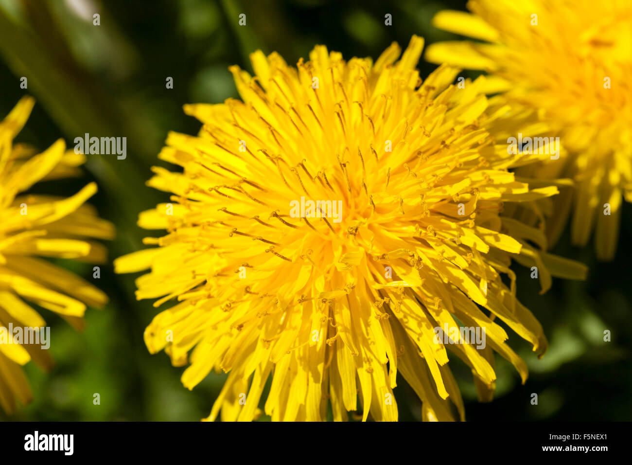 yellow dandelion flowers Stock Photo - Alamy