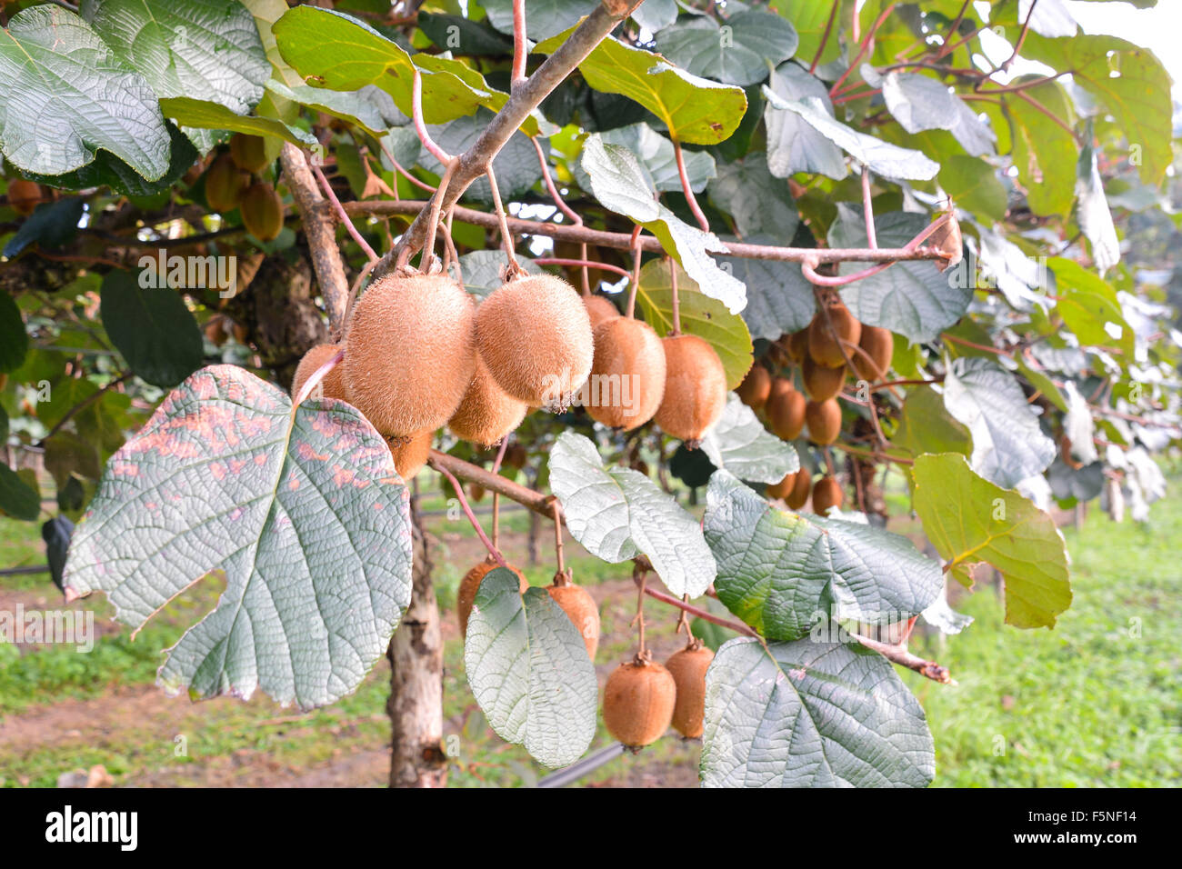 Kiwi Fruit Plantaion Tree Stock Photo - Alamy