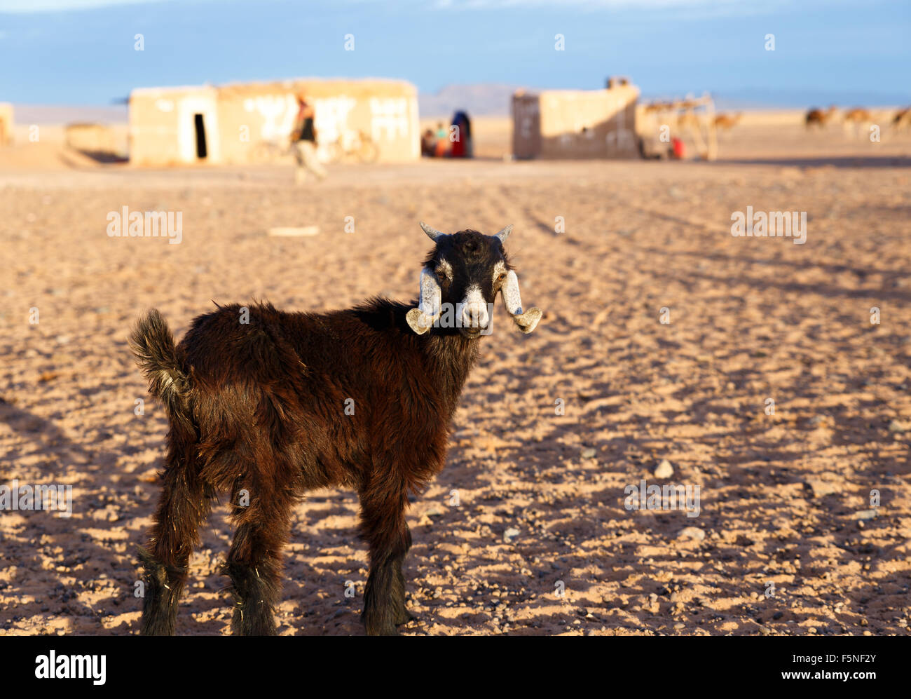 goat in the Sahara desert Stock Photo - Alamy