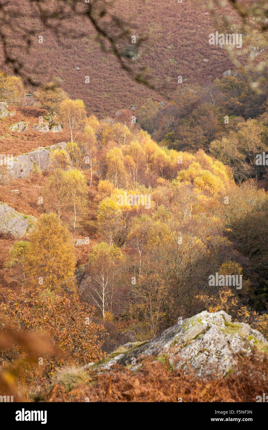 Autumn colours in the Doethie Valley, at its confluence with the Upper ...